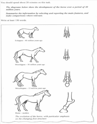 IELTS Writing Task 1 HORSE EVOLUTION Sample | The IELTS Workshop