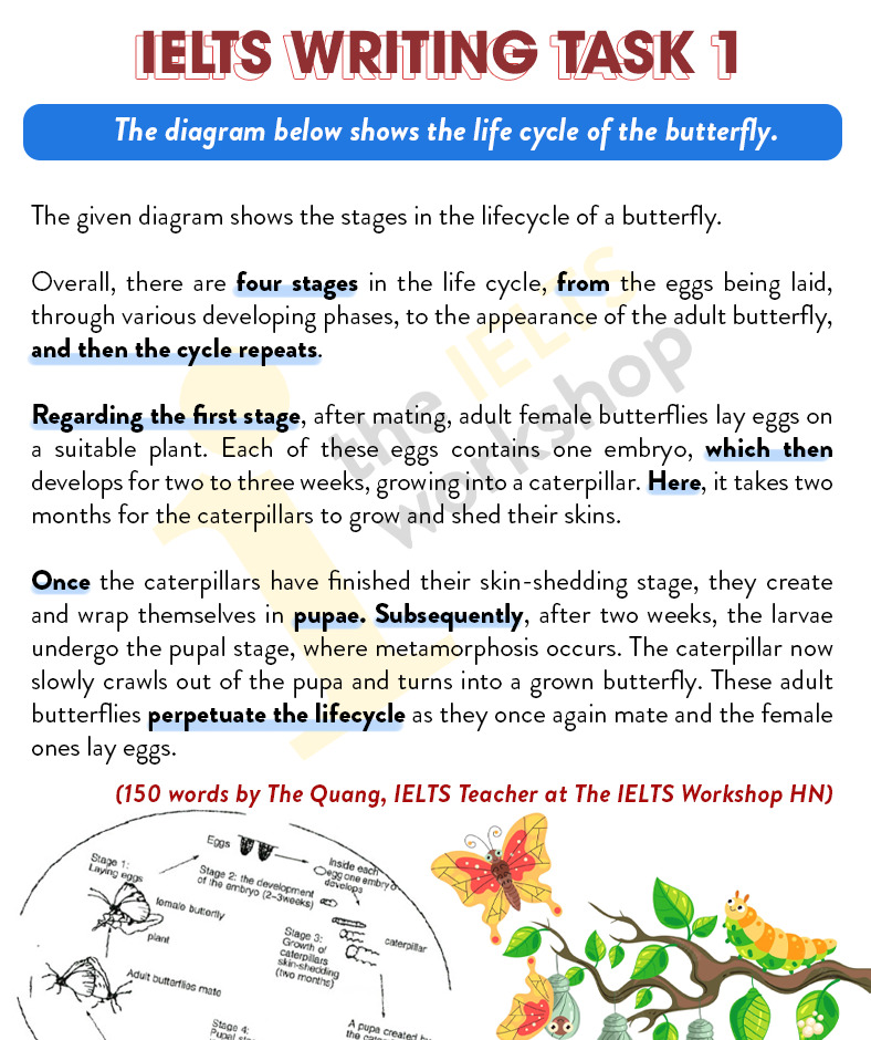 Bài mẫu: Life cycle of a Butterfly IELTS Writing task 1