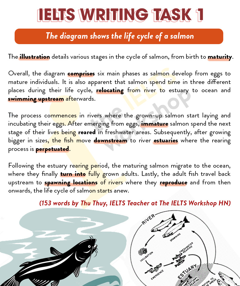 Topic: LIFE CYCLE OF A SALMON | Bài mẫu IELTS Writing Task 1