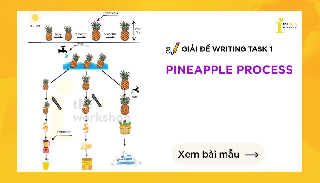 Giải đề Pineapple process IELTS Writing task 1