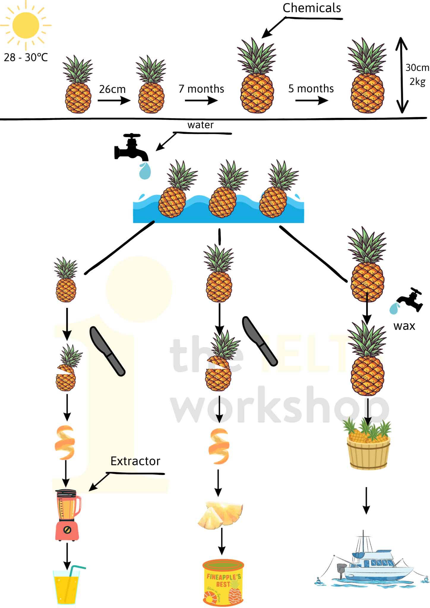 Giải đề Pineapple process IELTS Writing task 1